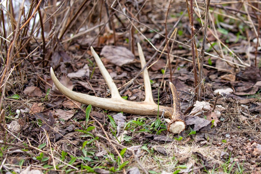 Shed Hunting 101: Learn How To Find Deer Sheds | October Mountain Products
